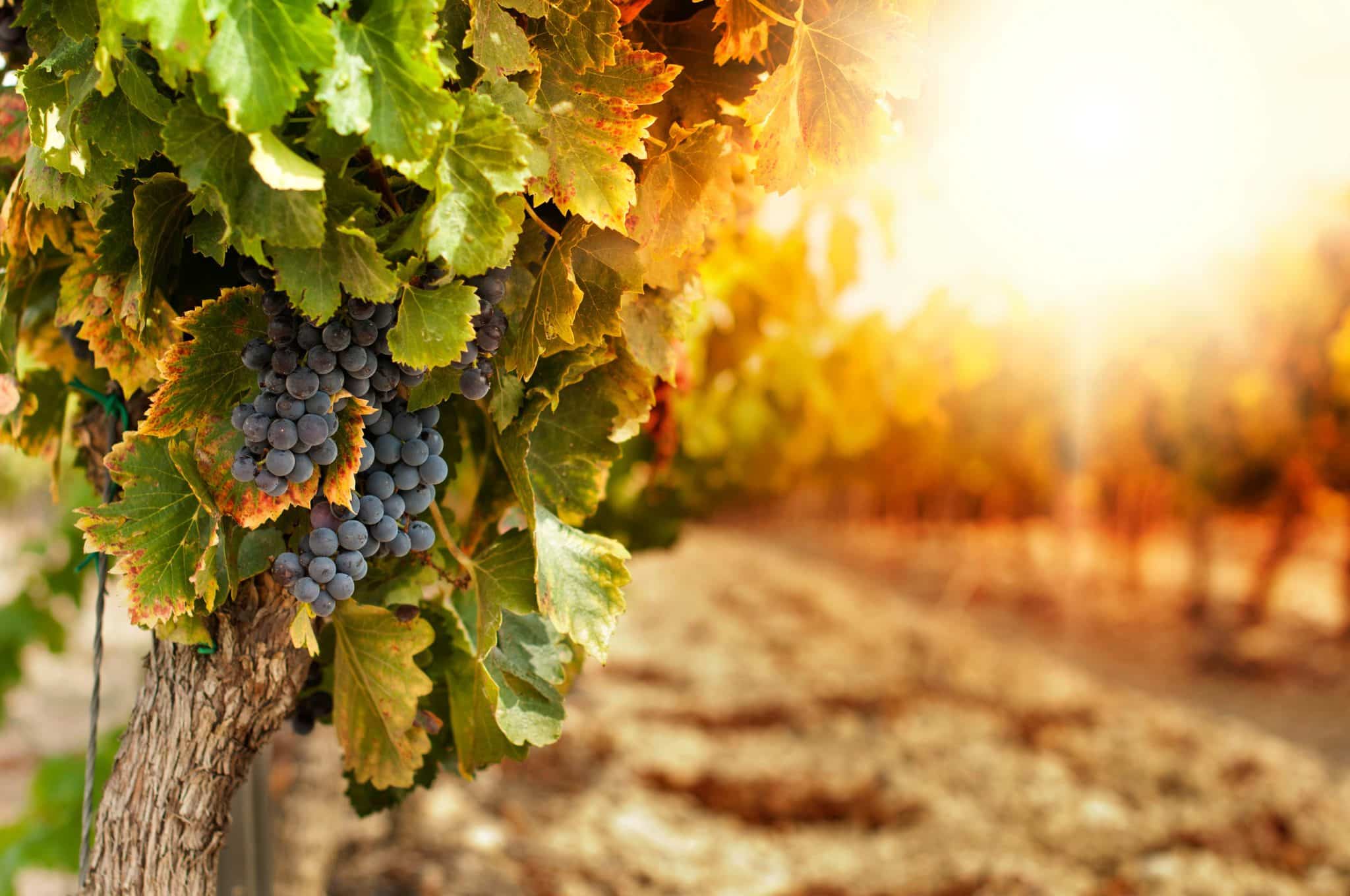 Visiter un domaine viticole près de Gaillac (81) - Domaine Lecusse